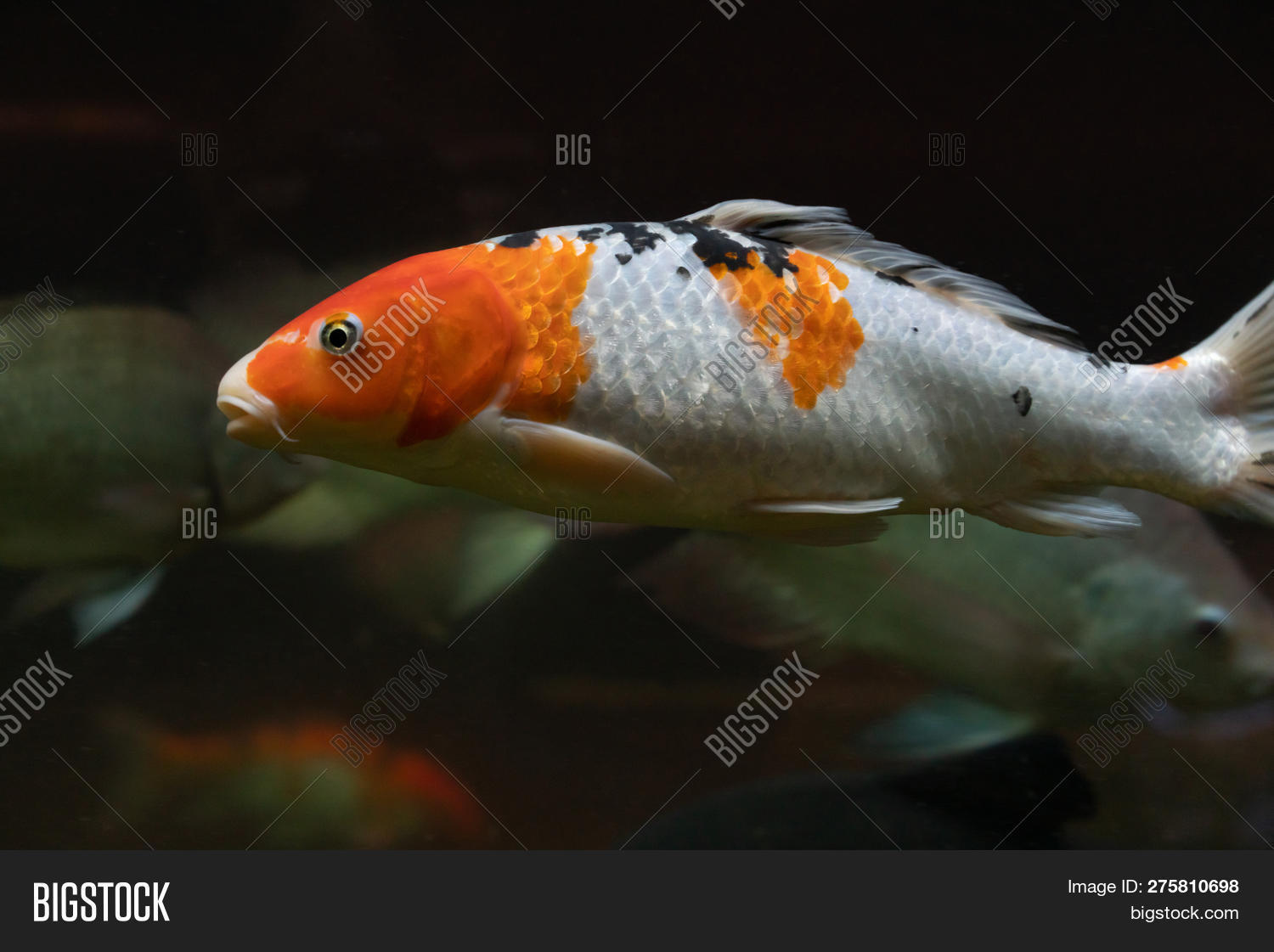 Beautiful White Fish Image & Photo (Free Trial) | Bigstock