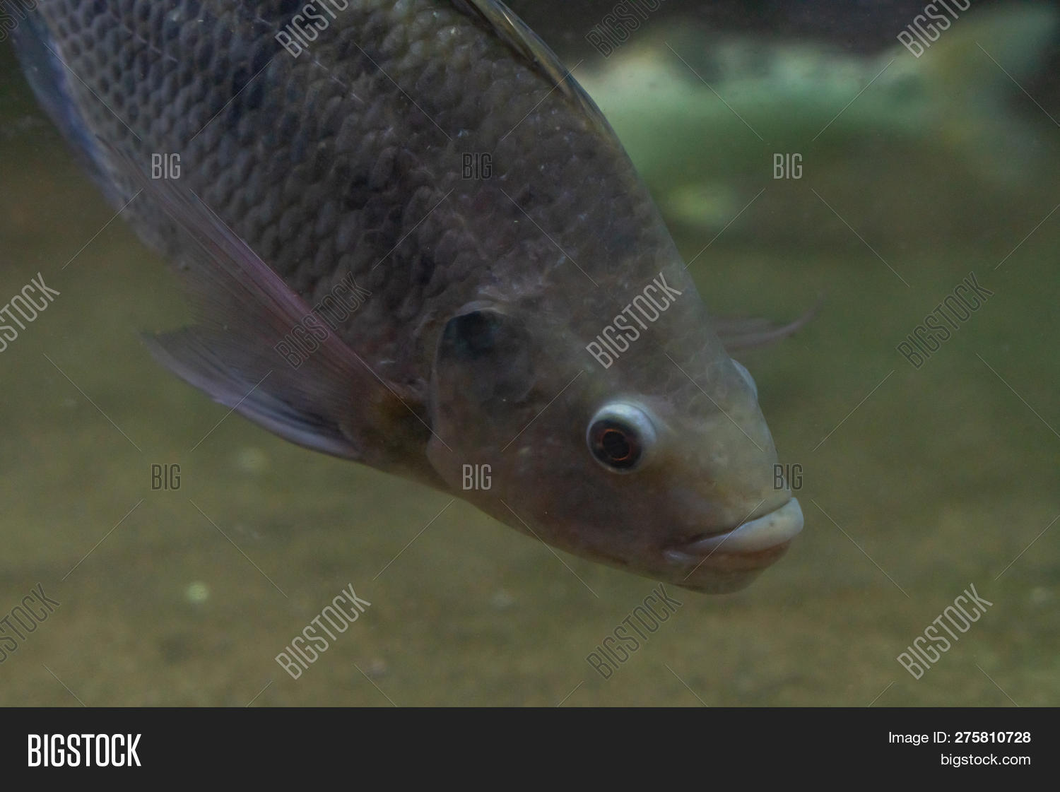 Beautiful White Fish Image & Photo (Free Trial) | Bigstock