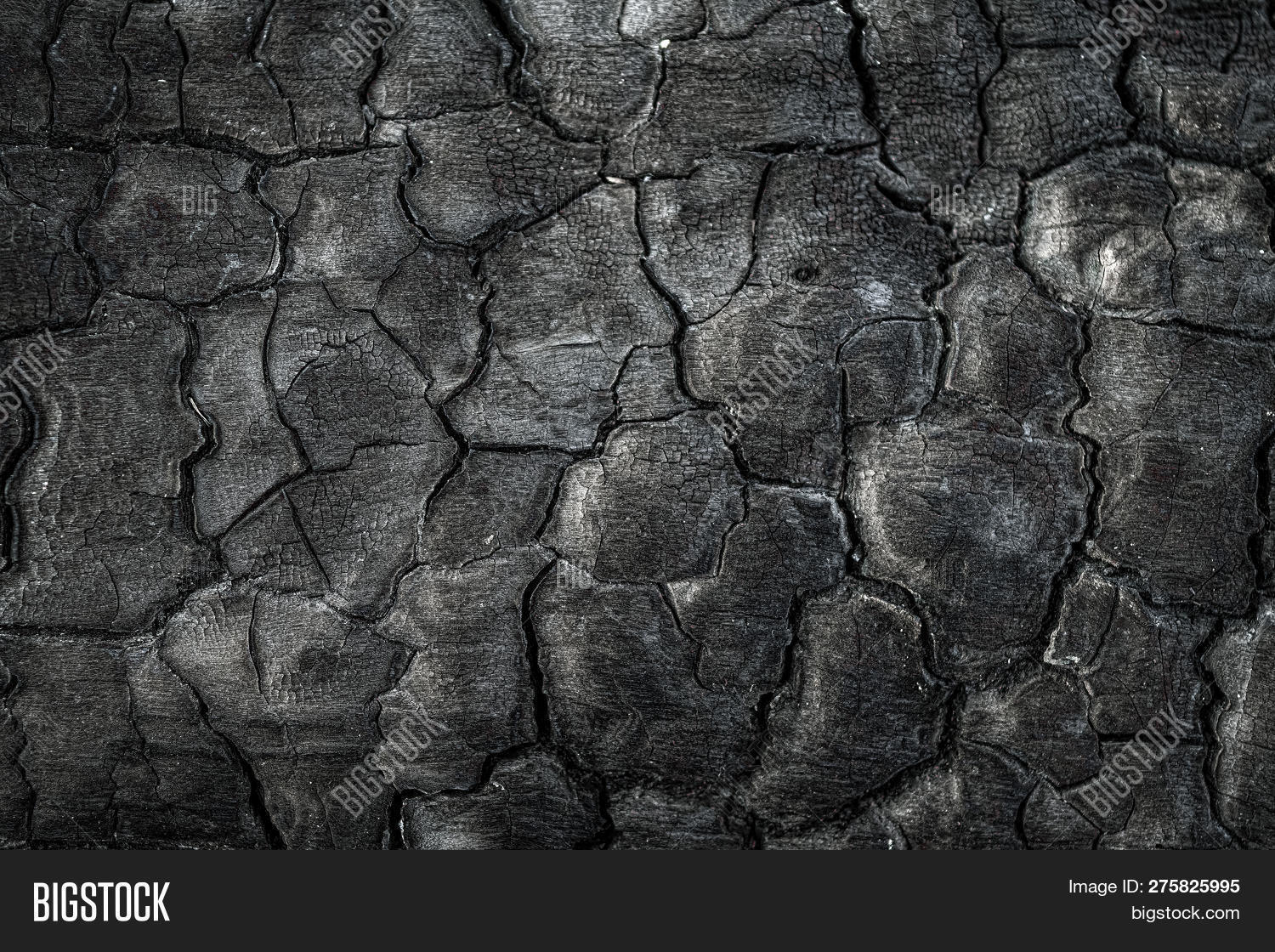 Texture Burned Tree. Image & Photo (Free Trial) | Bigstock