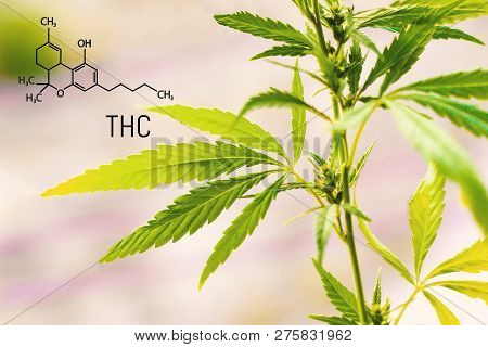 Tetrahydrocannabinol Image & Photo (Free Trial) | Bigstock