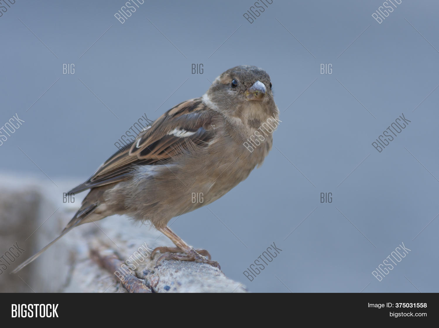 Field Sparrow City Image & Photo (Free Trial) | Bigstock