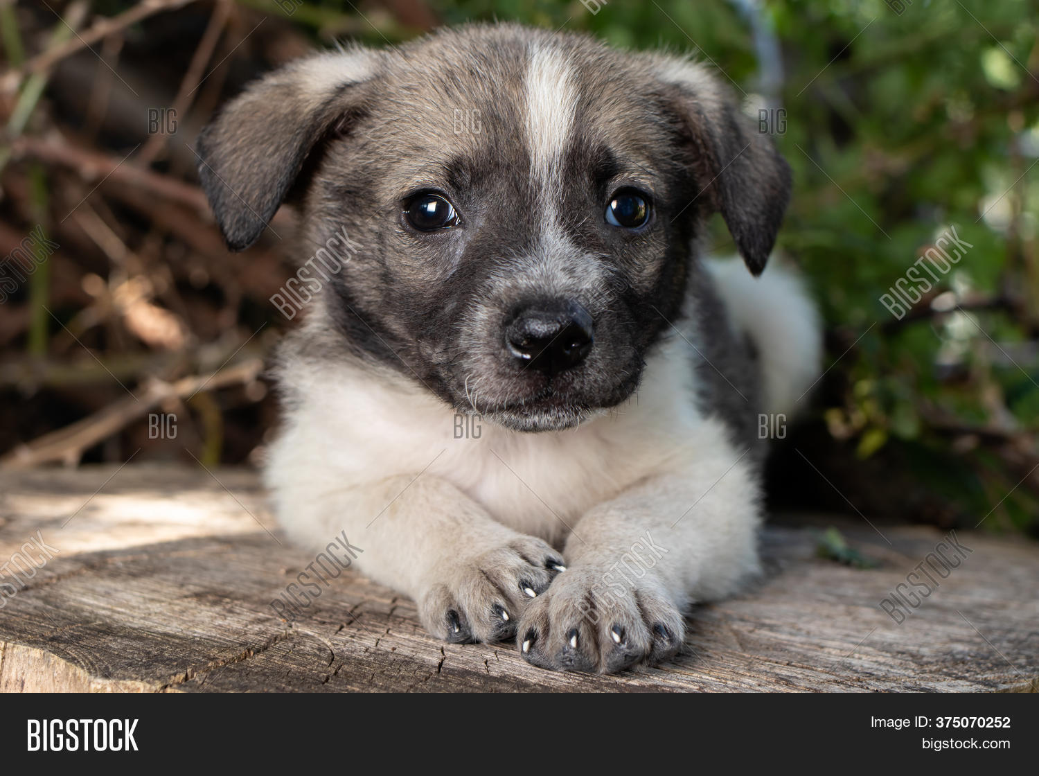 Little Pooch Sits On Image & Photo (Free Trial) | Bigstock