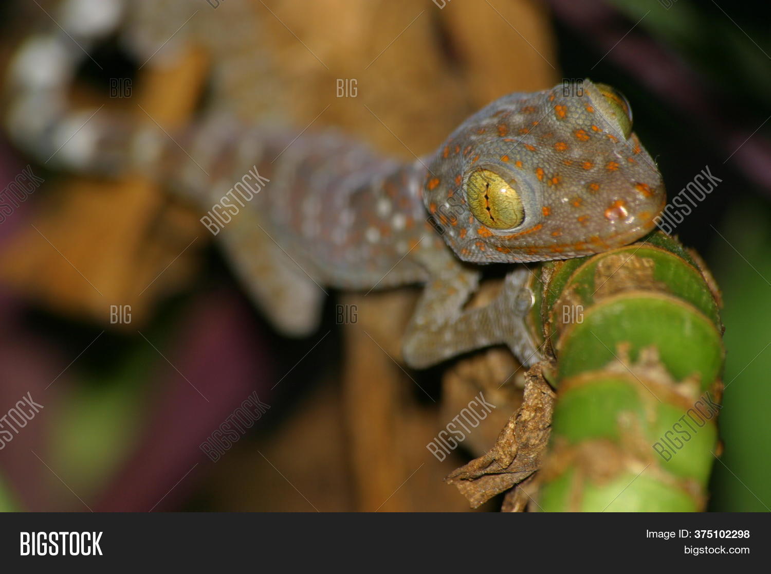 Beautiful Gecko Eyes, Image & Photo (Free Trial) | Bigstock