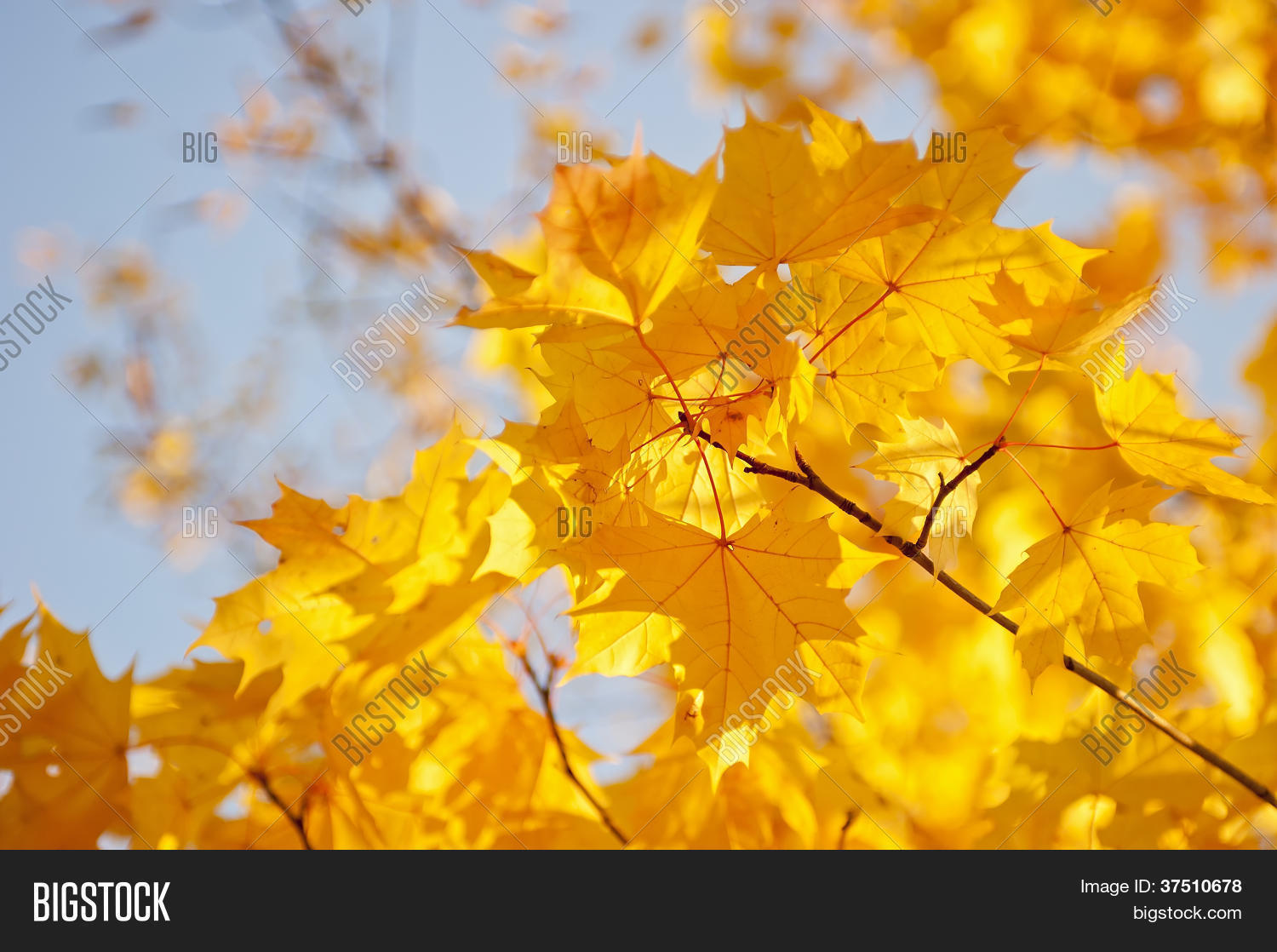 Yellow Maple Leaves Image & Photo (Free Trial) | Bigstock