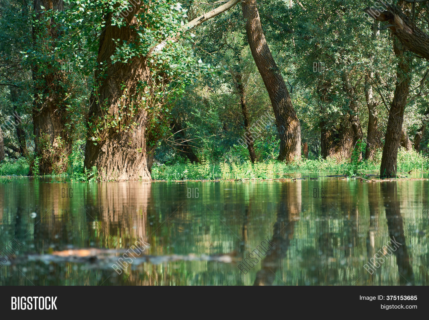 Flood Forest, River Image & Photo (Free Trial) | Bigstock