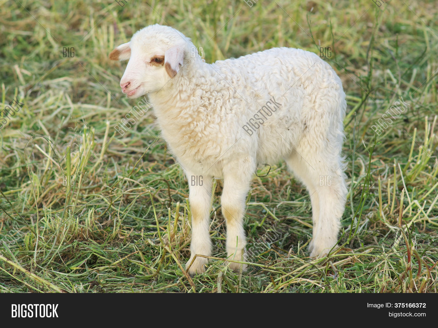 White Lamb Animal Farm Image & Photo (Free Trial) | Bigstock