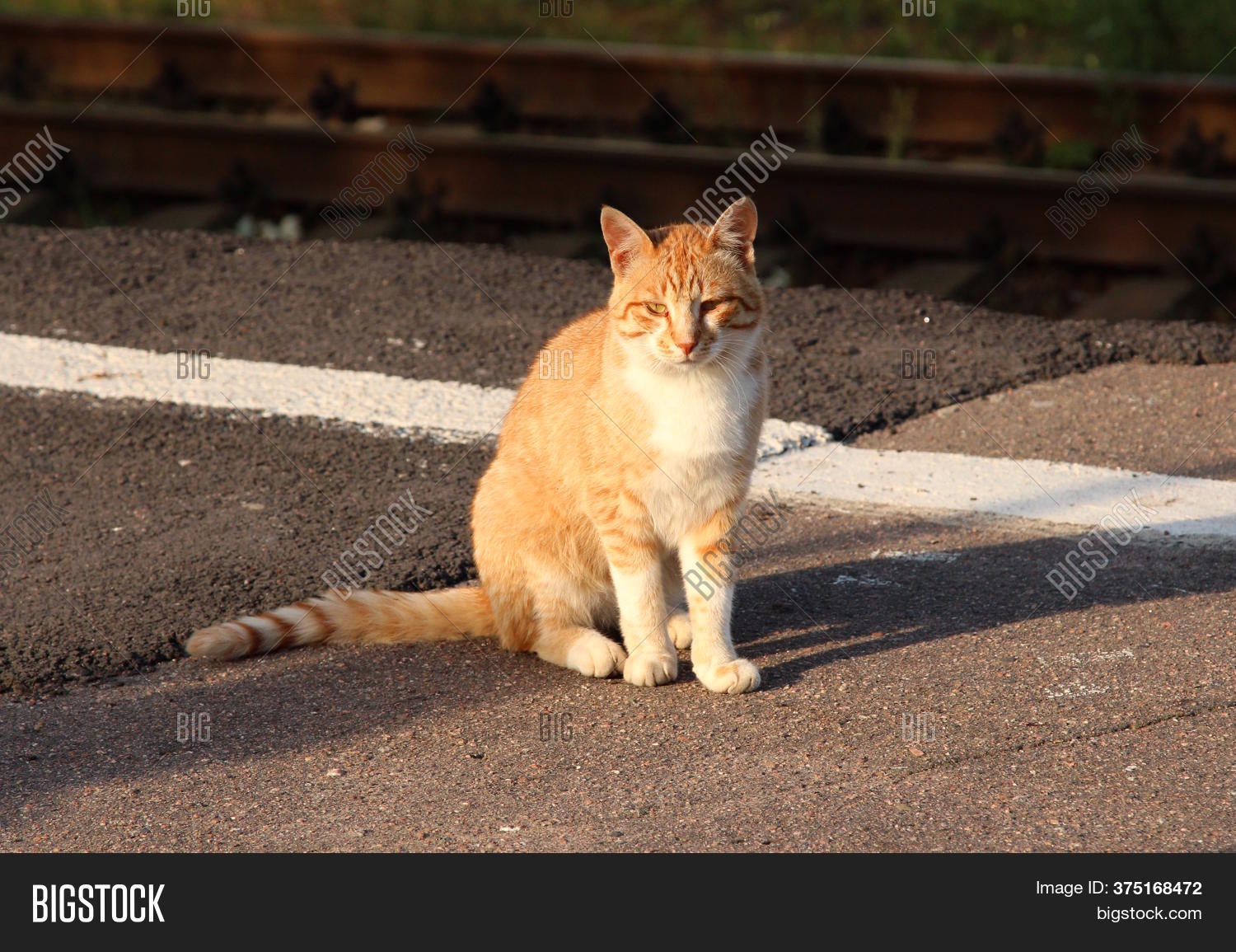 Sad Ginger Cat Sitting Image & Photo (Free Trial) | Bigstock
