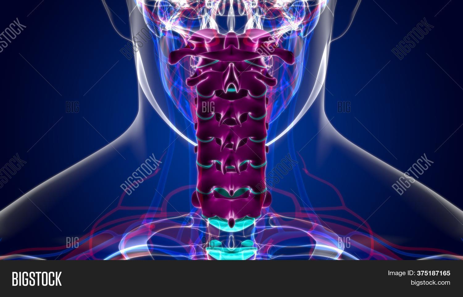 Human Skeleton Image & Photo (Free Trial) | Bigstock