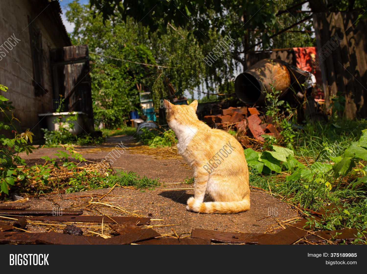 Red Cat Courtyard Image & Photo (Free Trial) | Bigstock
