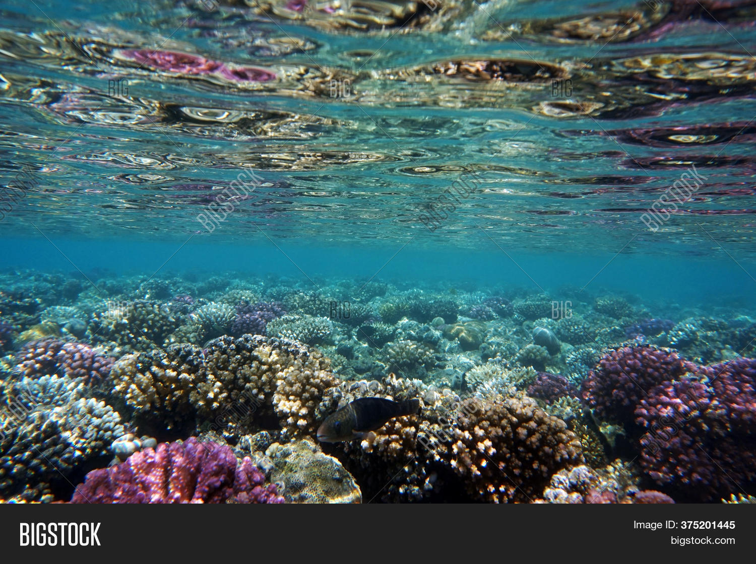 Coral Reef Egypt, Image & Photo (Free Trial) | Bigstock
