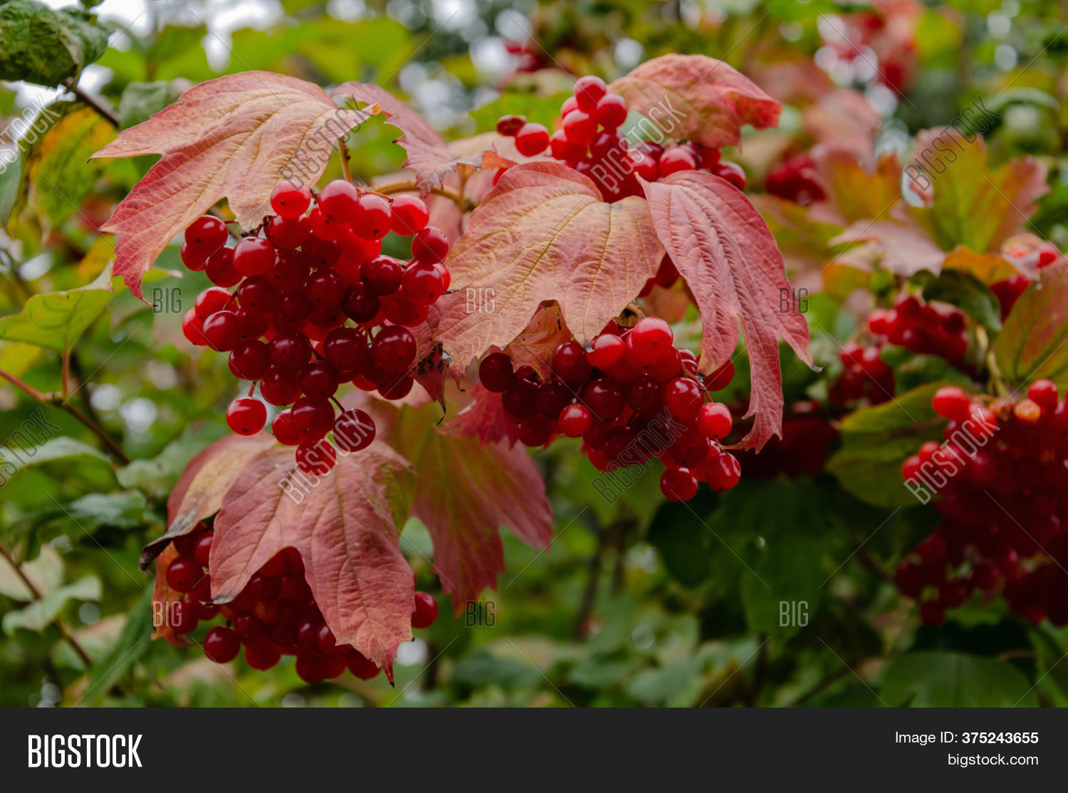 Red Viburnum Berries Image & Photo (Free Trial) | Bigstock