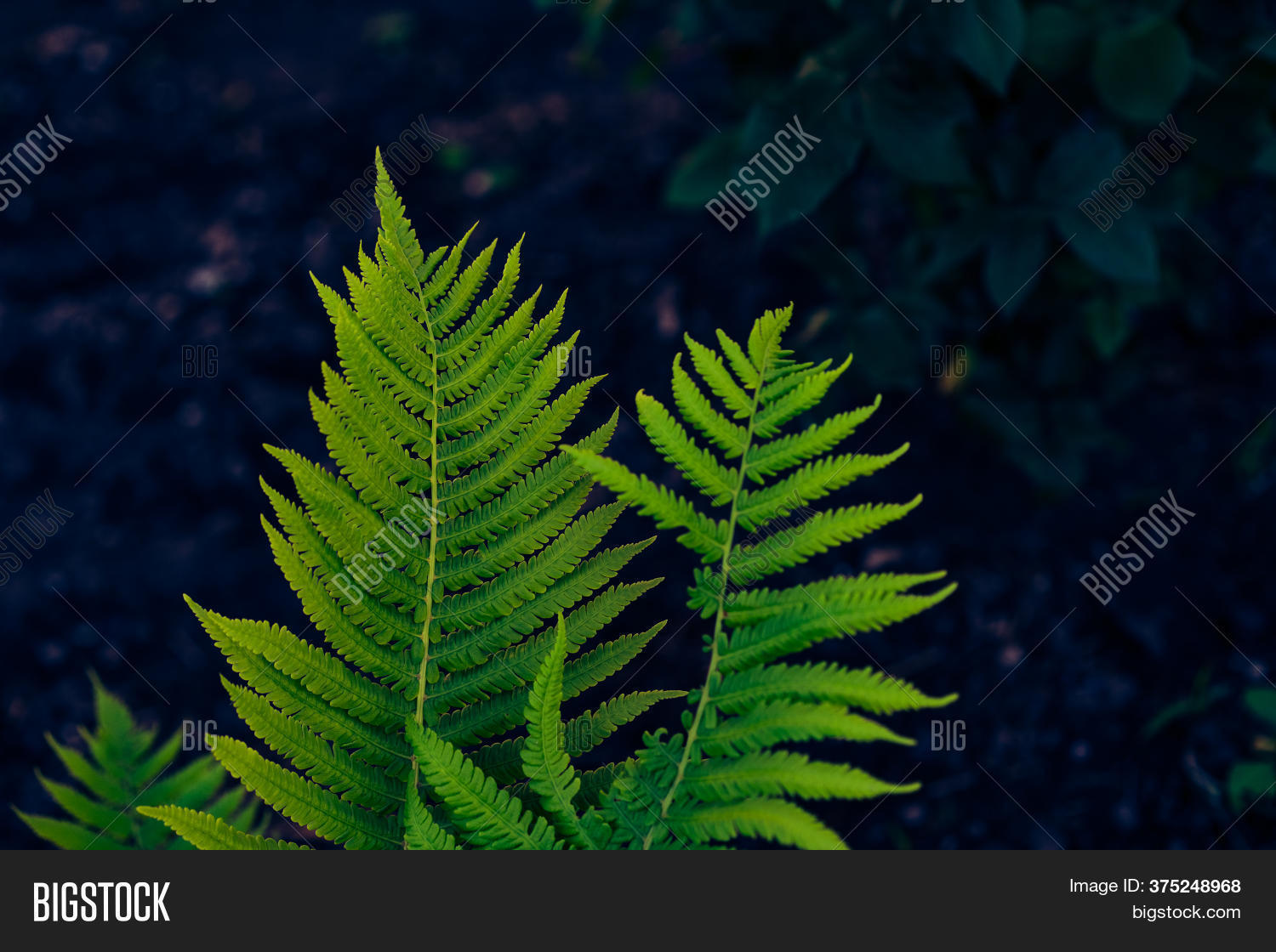 Fern Frond. Growing Image & Photo (Free Trial) | Bigstock