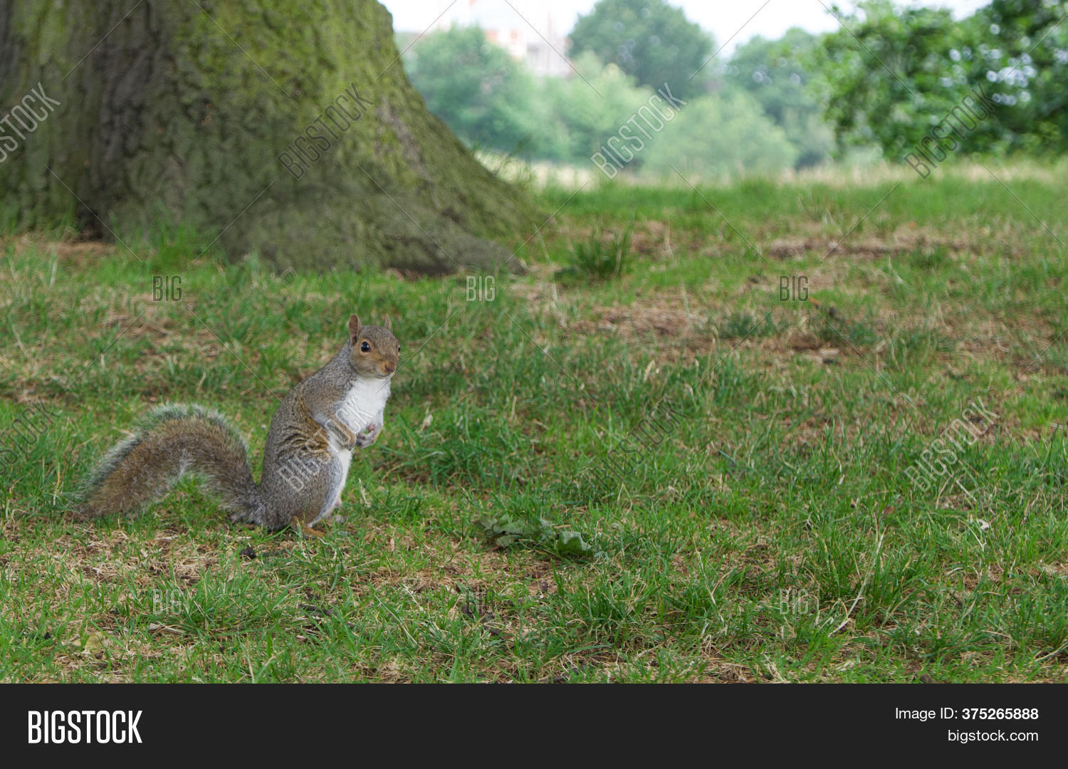 Squirrel On Hind Legs Image & Photo (Free Trial) | Bigstock