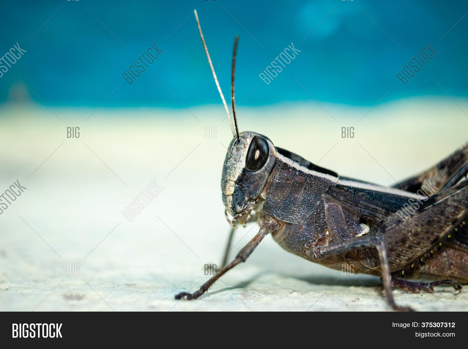 Migratory Locust, Image & Photo (Free Trial) | Bigstock