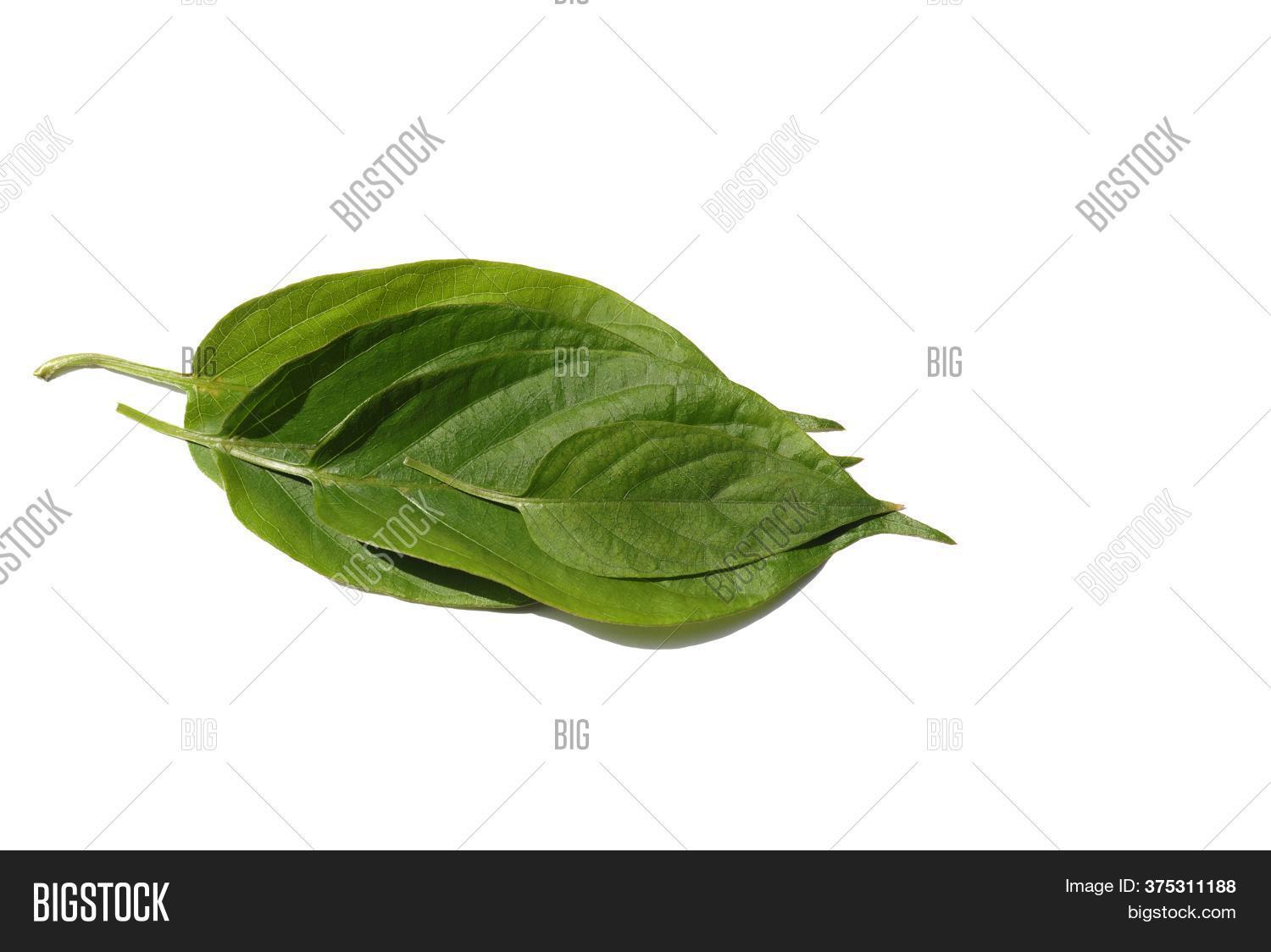 Skunk Vine Stinkvine Image & Photo (Free Trial) | Bigstock
