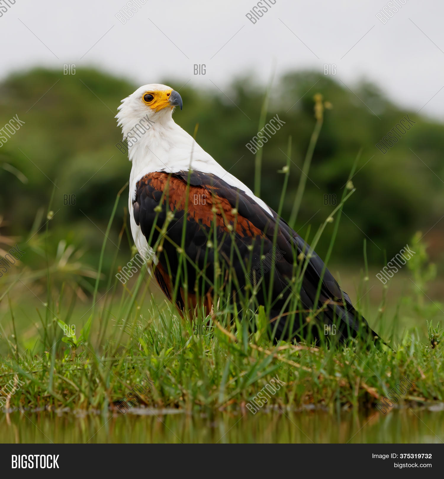African Fish Eagle Image & Photo (Free Trial) | Bigstock