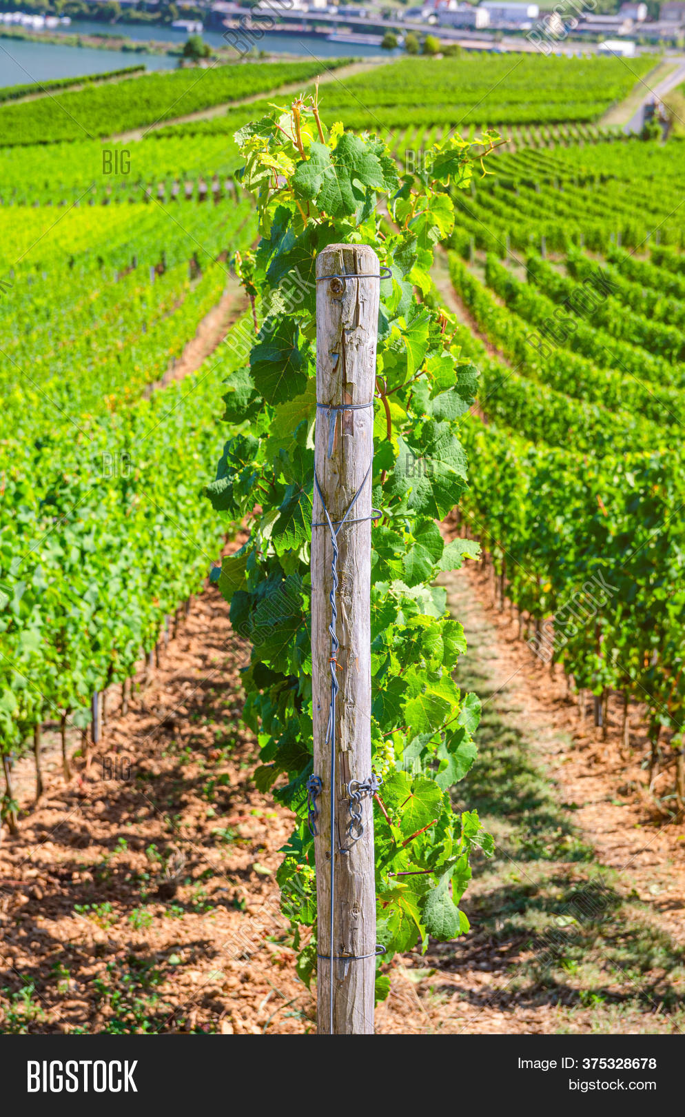 Grapevine Wooden Pole Image & Photo (Free Trial) | Bigstock