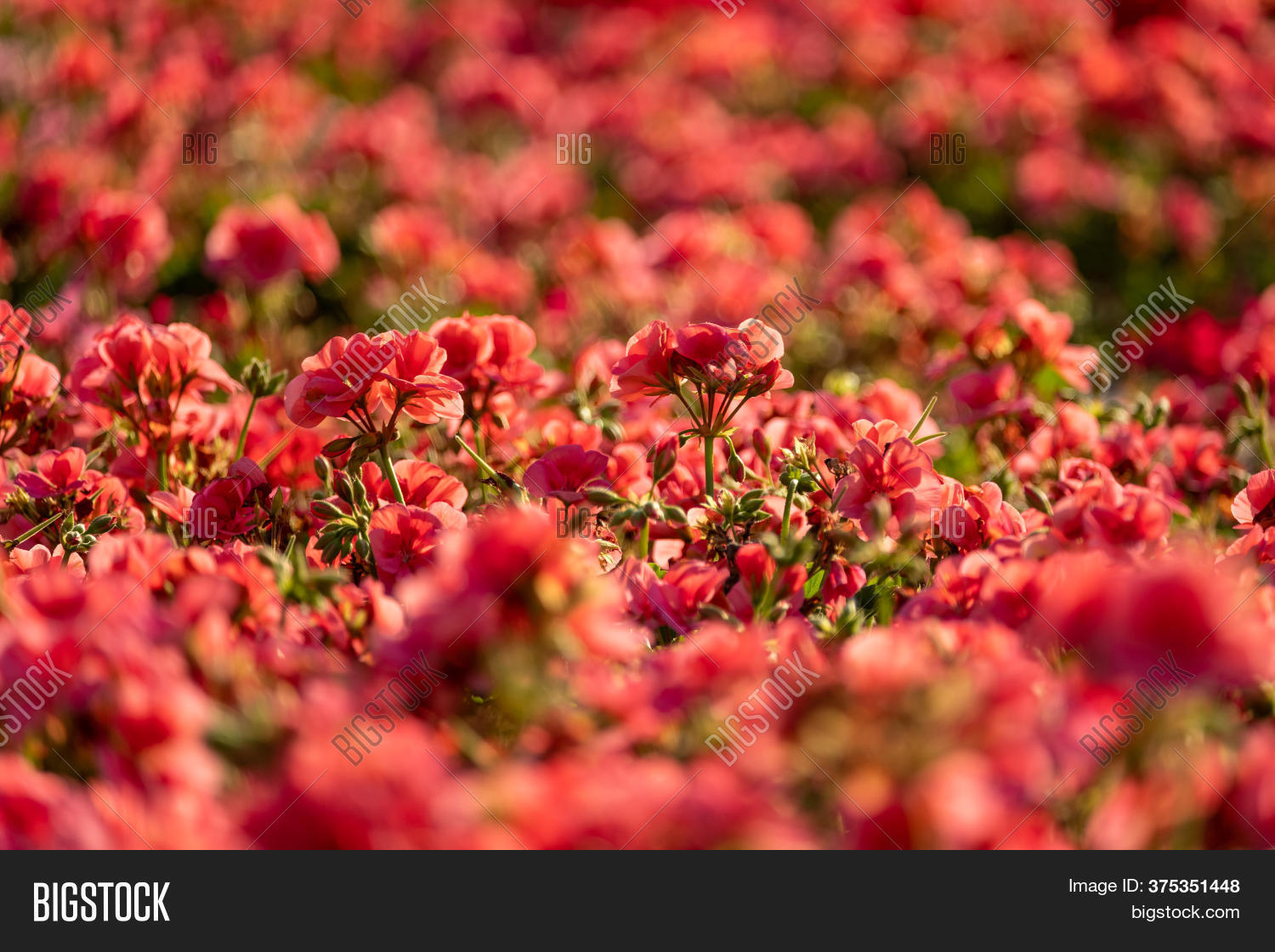 Floral Street Image & Photo (Free Trial) | Bigstock