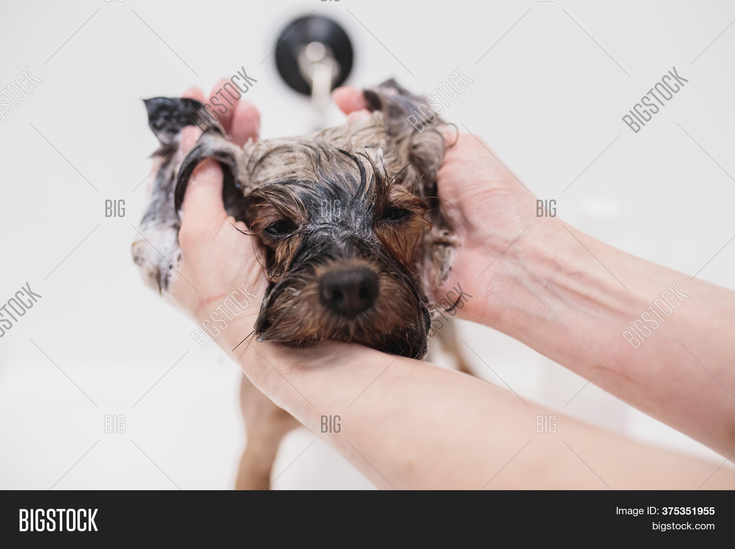 Process Final Shearing Image & Photo (Free Trial) | Bigstock