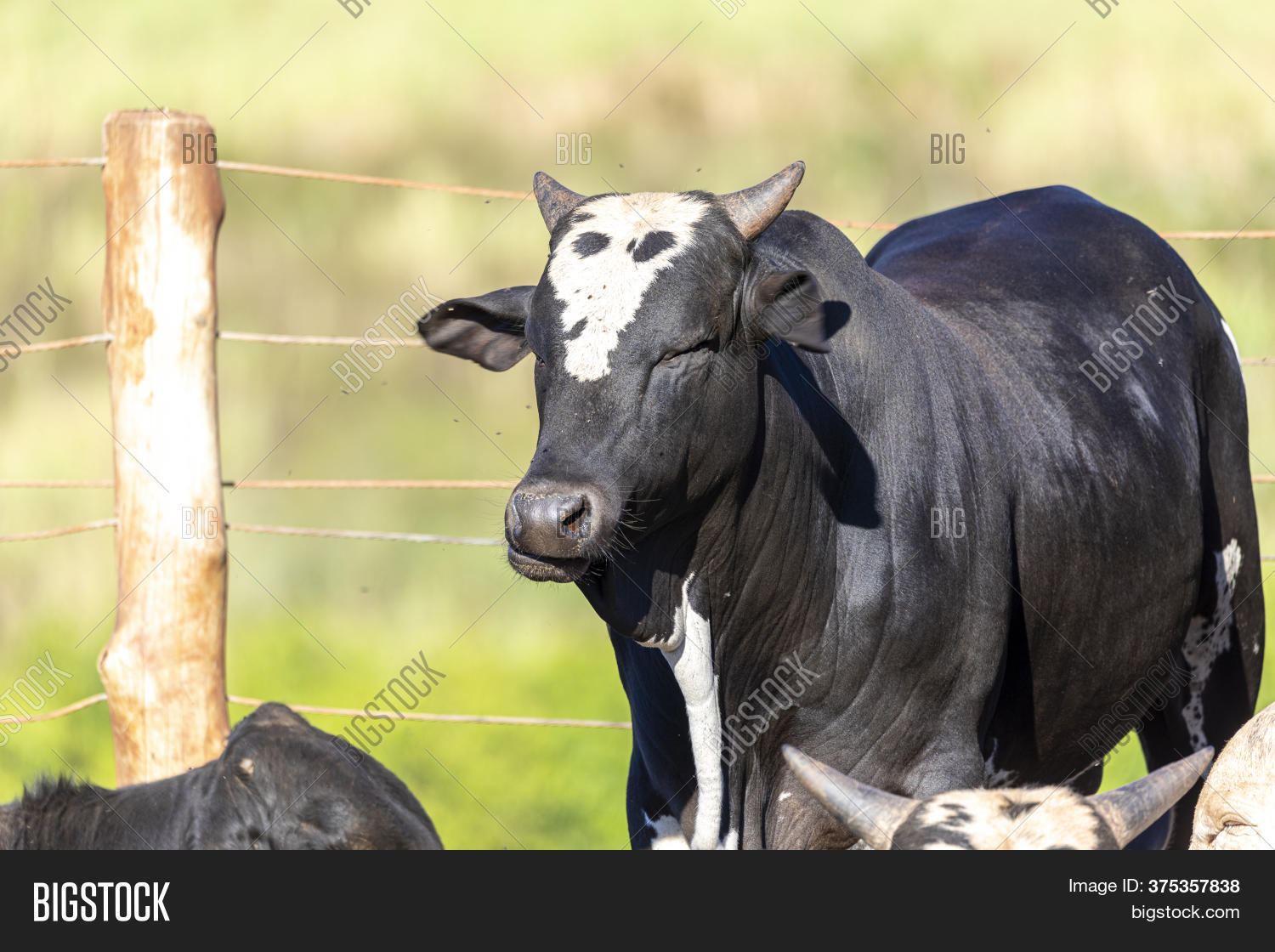 Portrait Ox Bull Black Image & Photo (Free Trial) | Bigstock