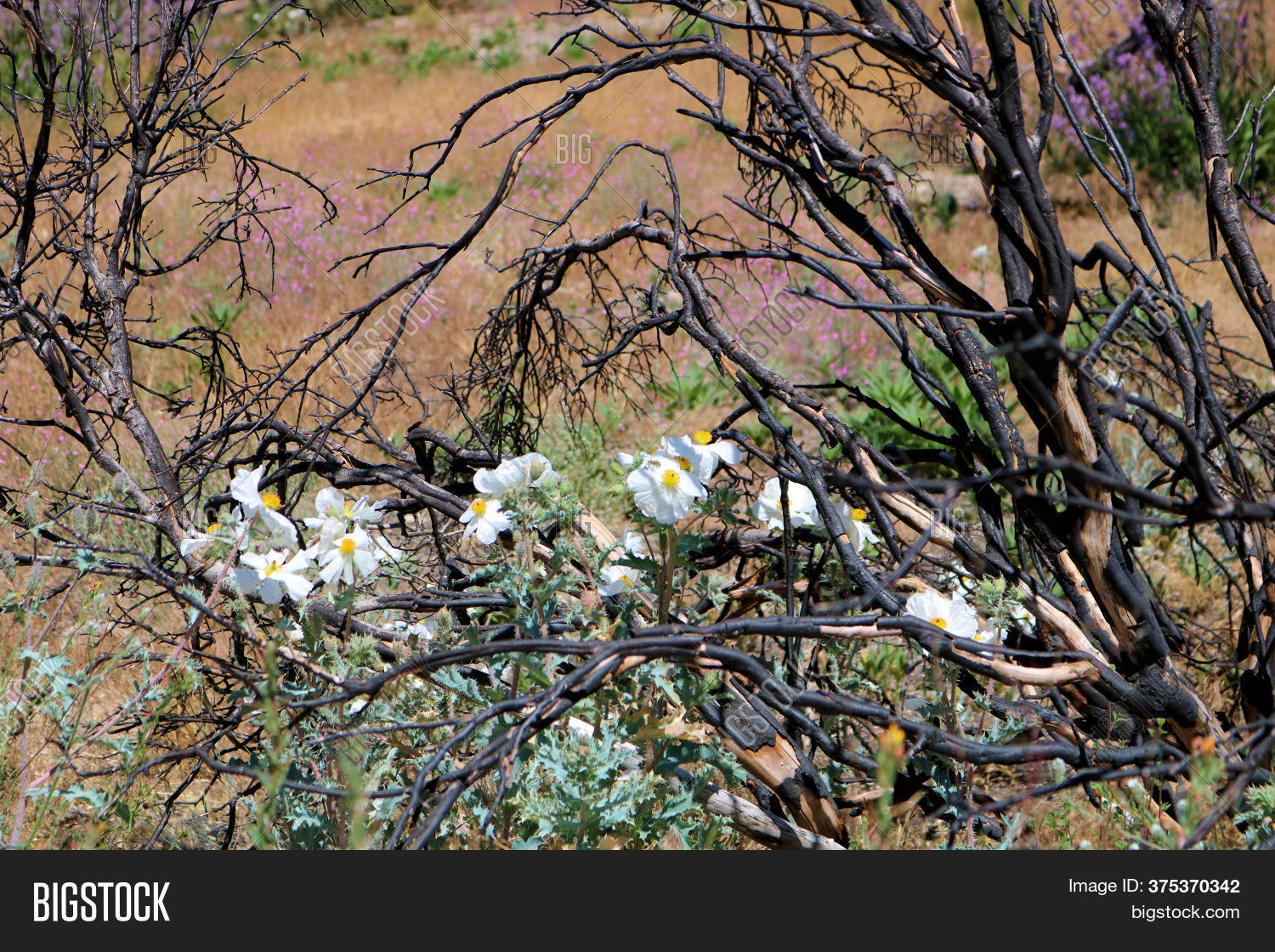 Matilija Poppy Plant Image & Photo (Free Trial) | Bigstock
