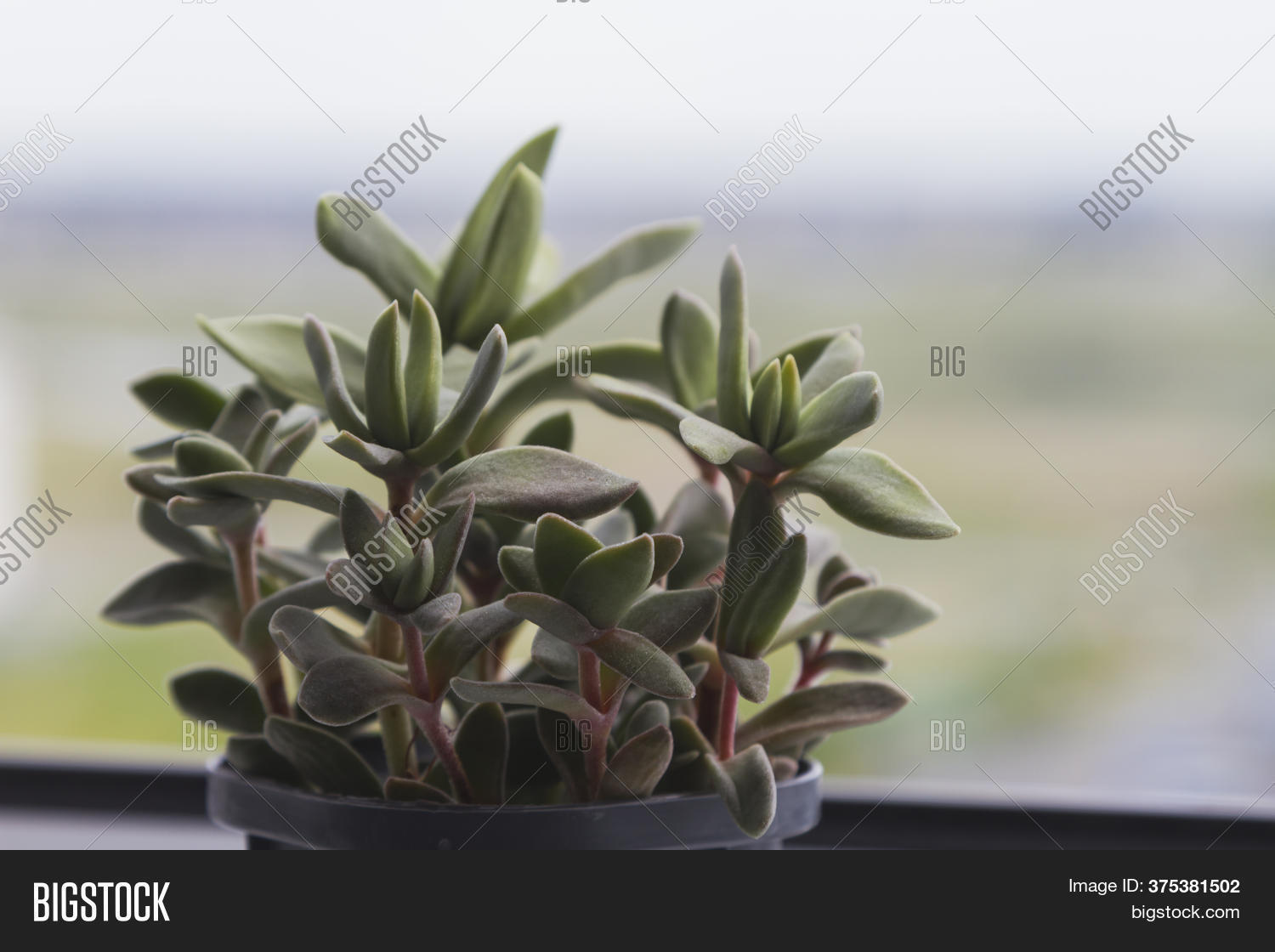 Small Green Succulent Image & Photo (Free Trial) | Bigstock