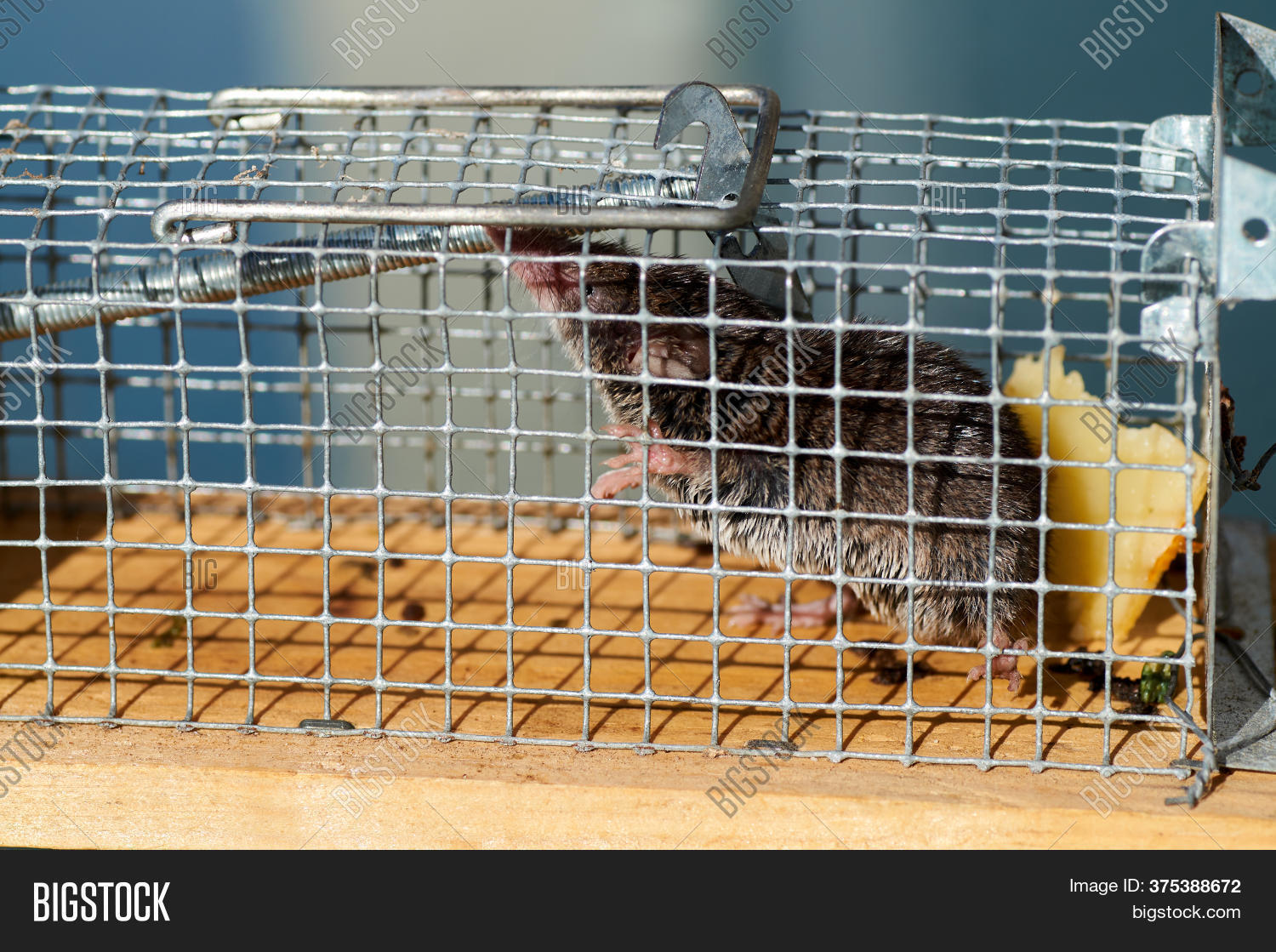 Mouse Live Capture Image & Photo (Free Trial) | Bigstock