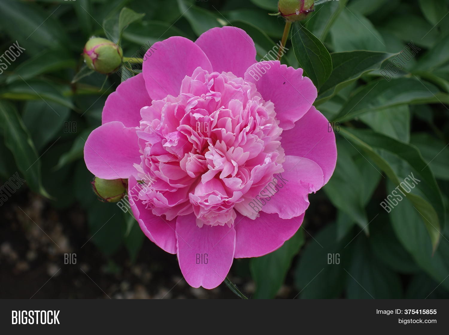 Deep Pink Flower Image & Photo (Free Trial) | Bigstock