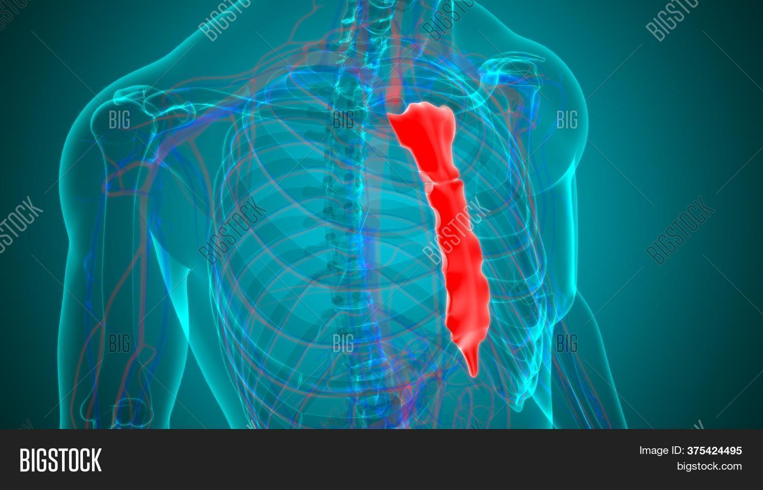 Human Skeleton Sternum Image & Photo (Free Trial) | Bigstock