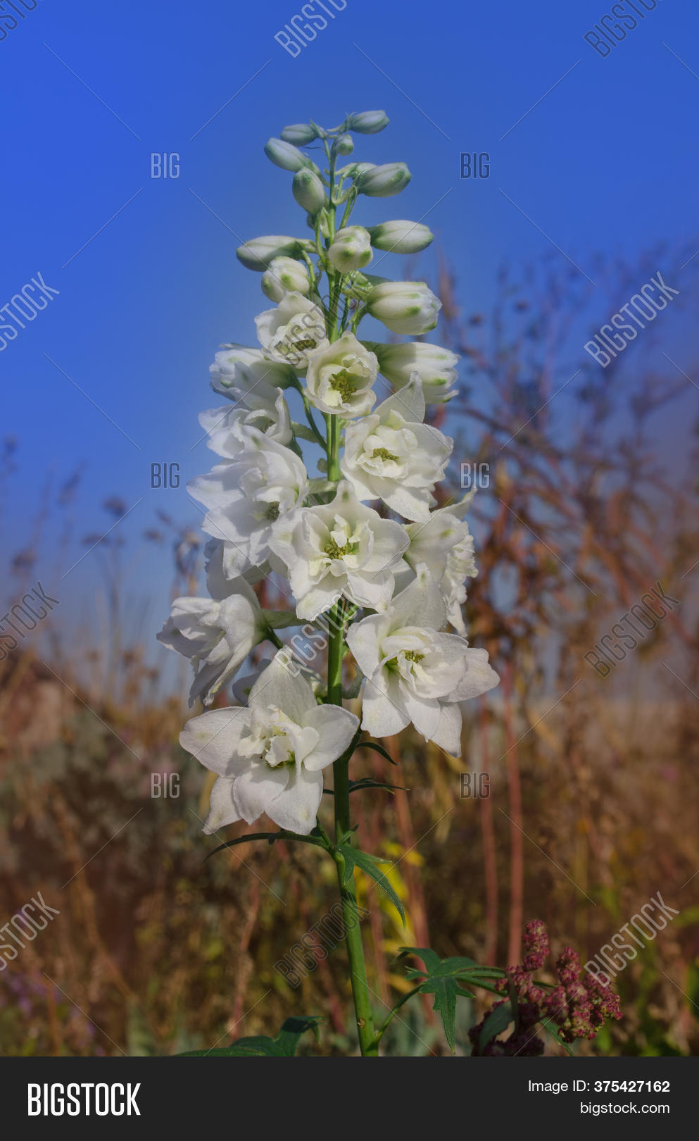 Delphinium Flowers Image & Photo (Free Trial) | Bigstock