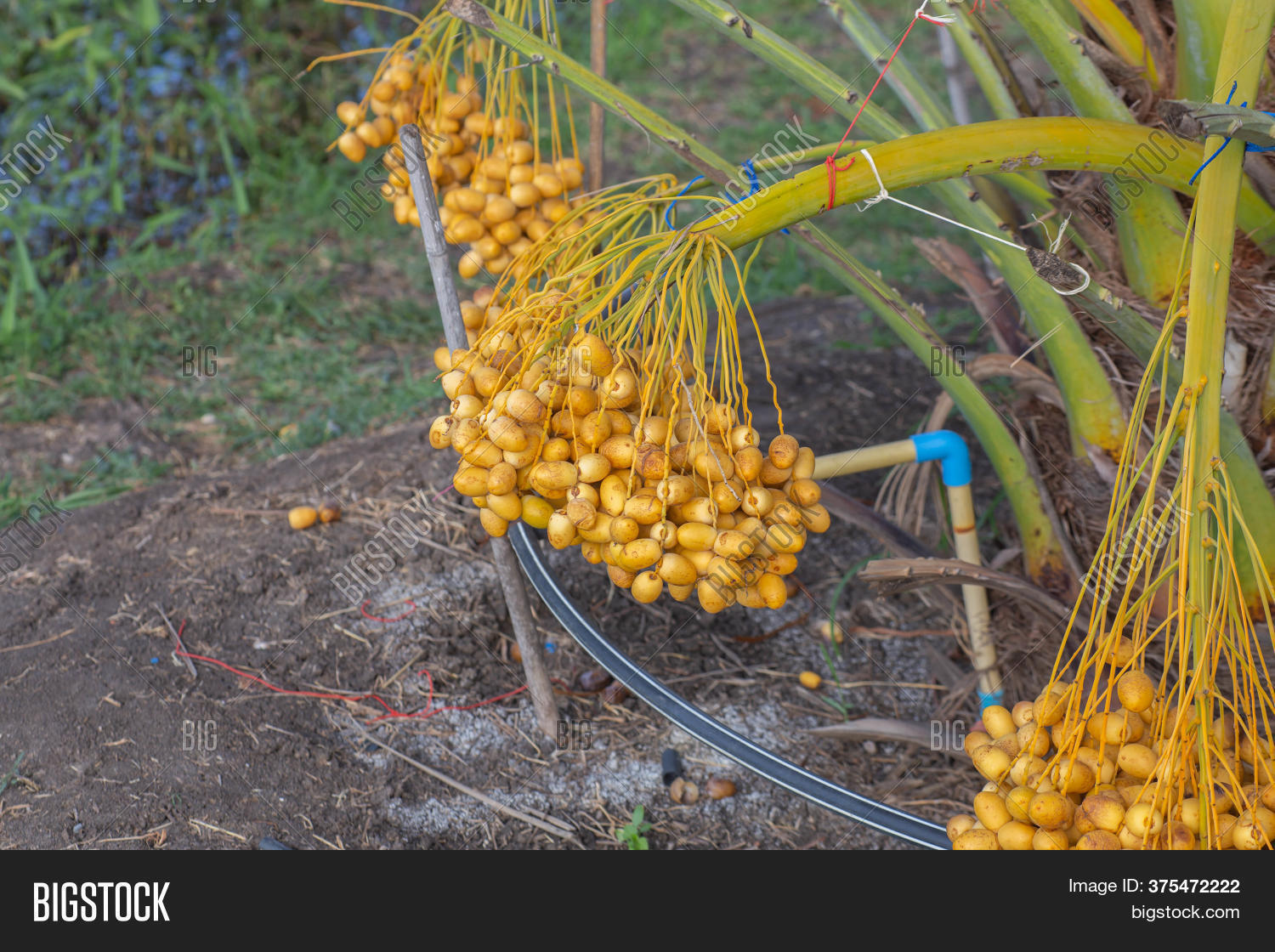 Bunch Palm Fruit Image & Photo (Free Trial) | Bigstock