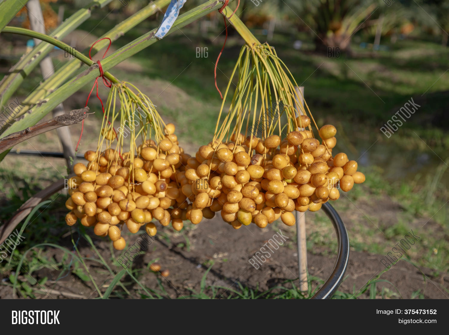 Bunch Palm Fruit Image & Photo (Free Trial) | Bigstock