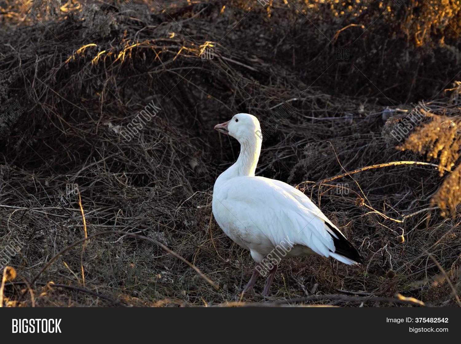 Single, Snow Goose, Image & Photo (Free Trial) | Bigstock