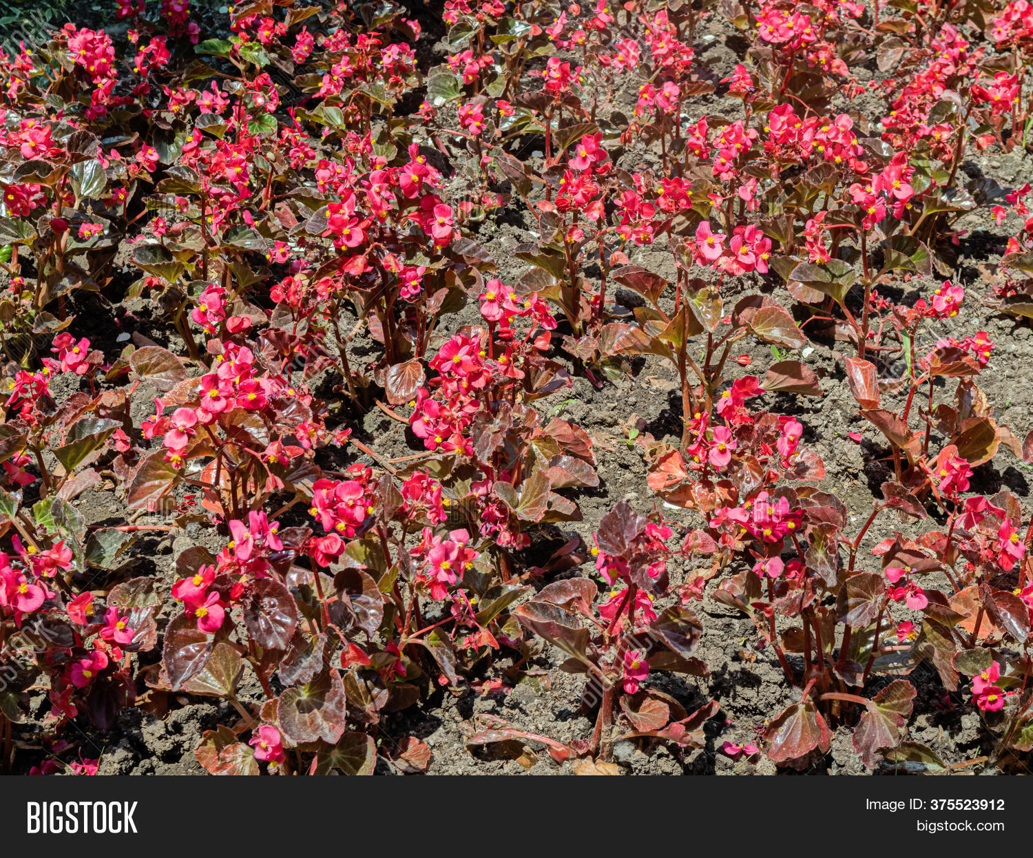 Bright Red Carpet Image & Photo (Free Trial) | Bigstock