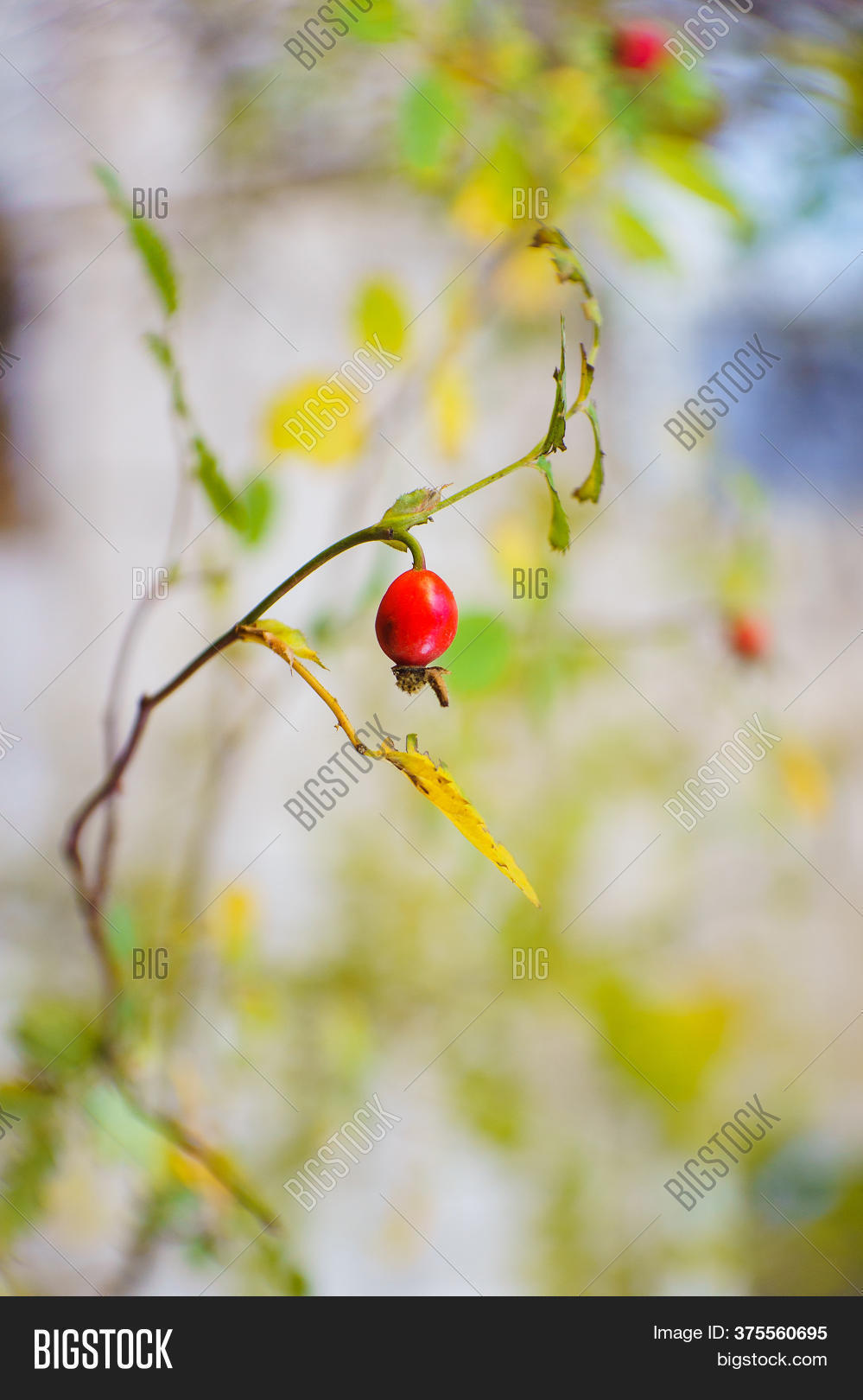Red Briar Berries On Image & Photo (Free Trial) | Bigstock