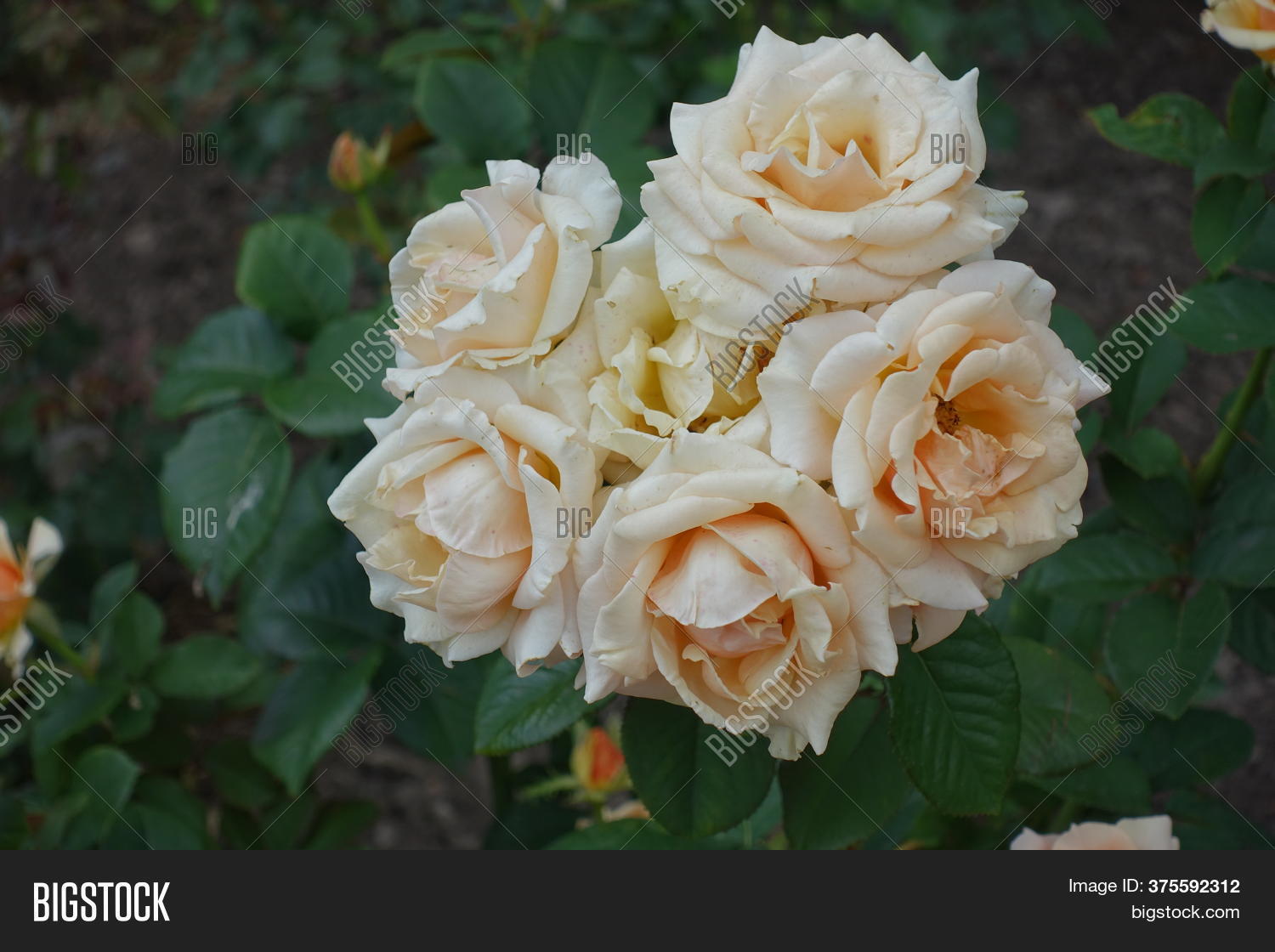 Bundle Beige Flowers Image & Photo (Free Trial) | Bigstock