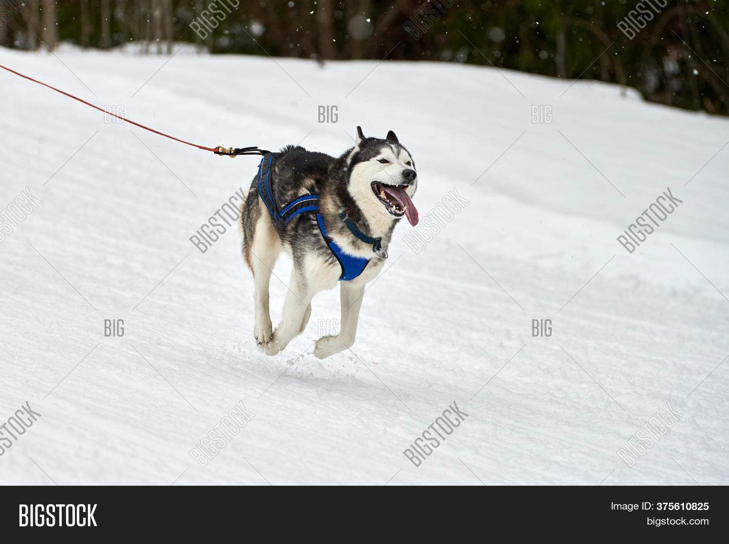 Running Husky Dog On Image & Photo (Free Trial) | Bigstock