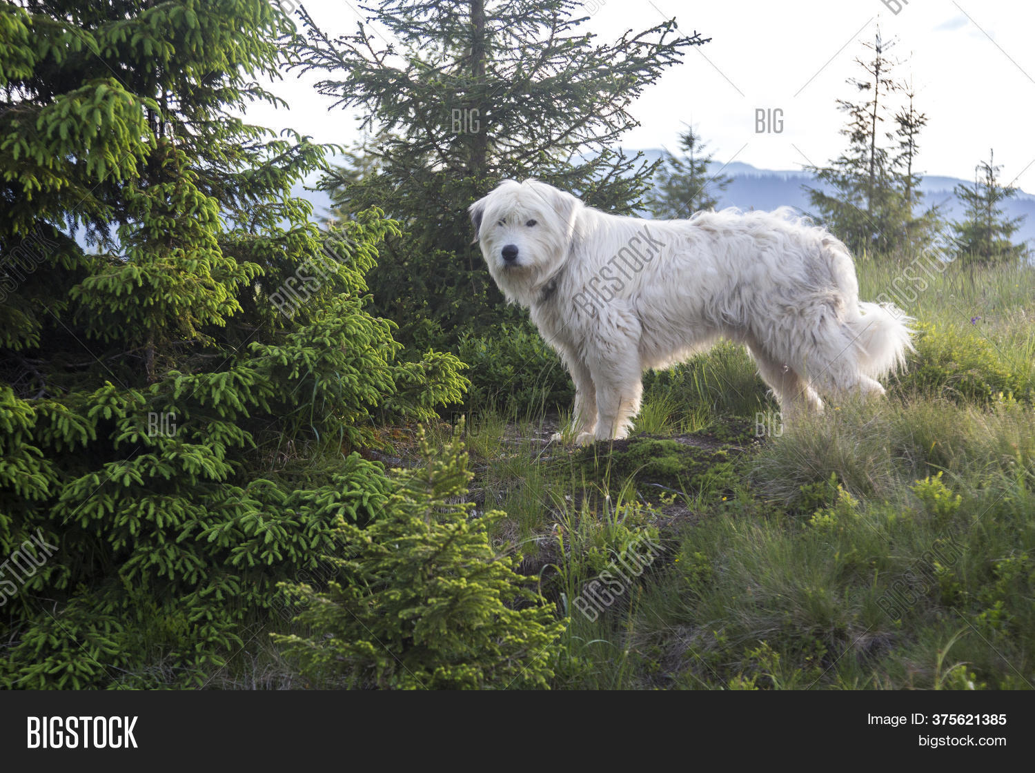 Shepherd Curly White Image & Photo (Free Trial) | Bigstock