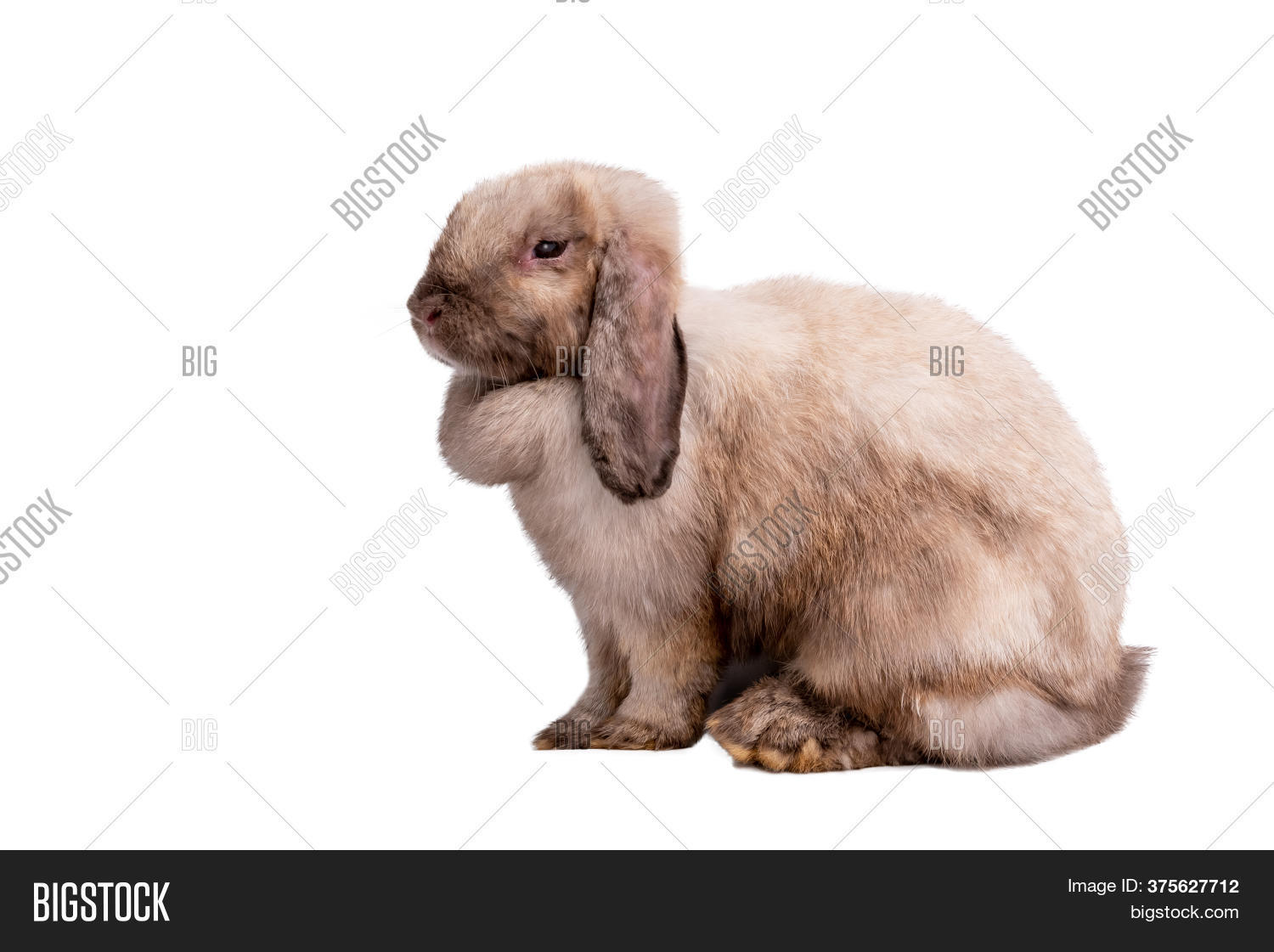 Portrait Images Fat Image & Photo (Free Trial) | Bigstock