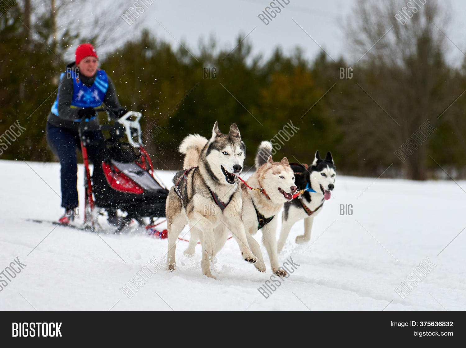 Husky Sled Dog Racing Image & Photo (Free Trial) | Bigstock