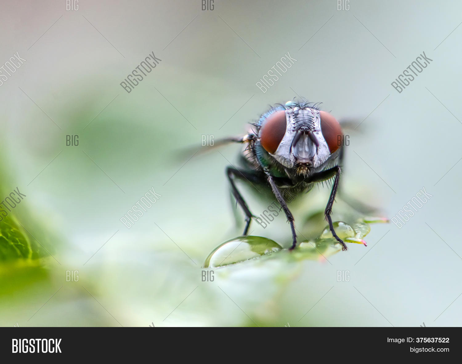 House Fly Extreme Image & Photo (Free Trial) | Bigstock