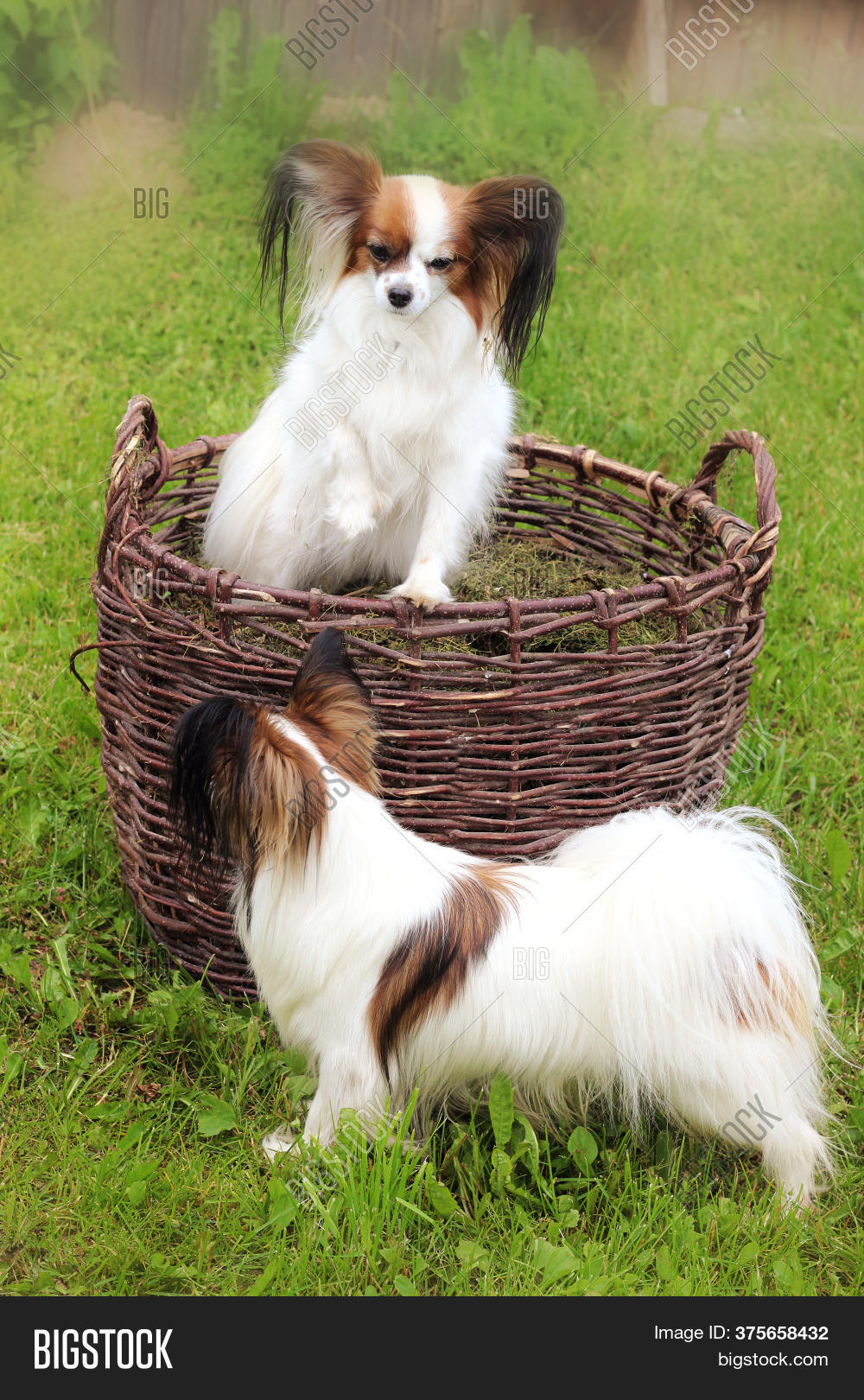 Papillon Miniature Image & Photo (Free Trial) | Bigstock