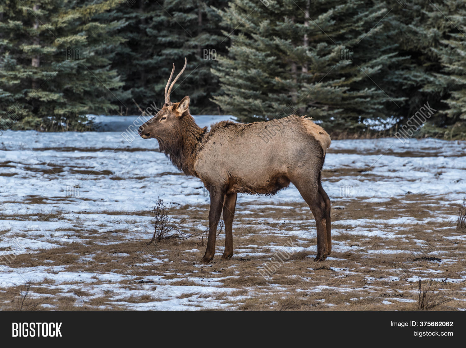 North American Elk Image & Photo (Free Trial) | Bigstock