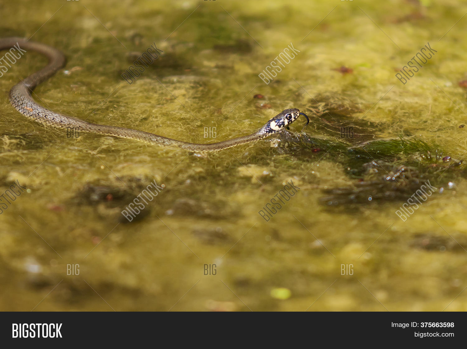 Natrix Natrix - Snake Image & Photo (Free Trial) | Bigstock