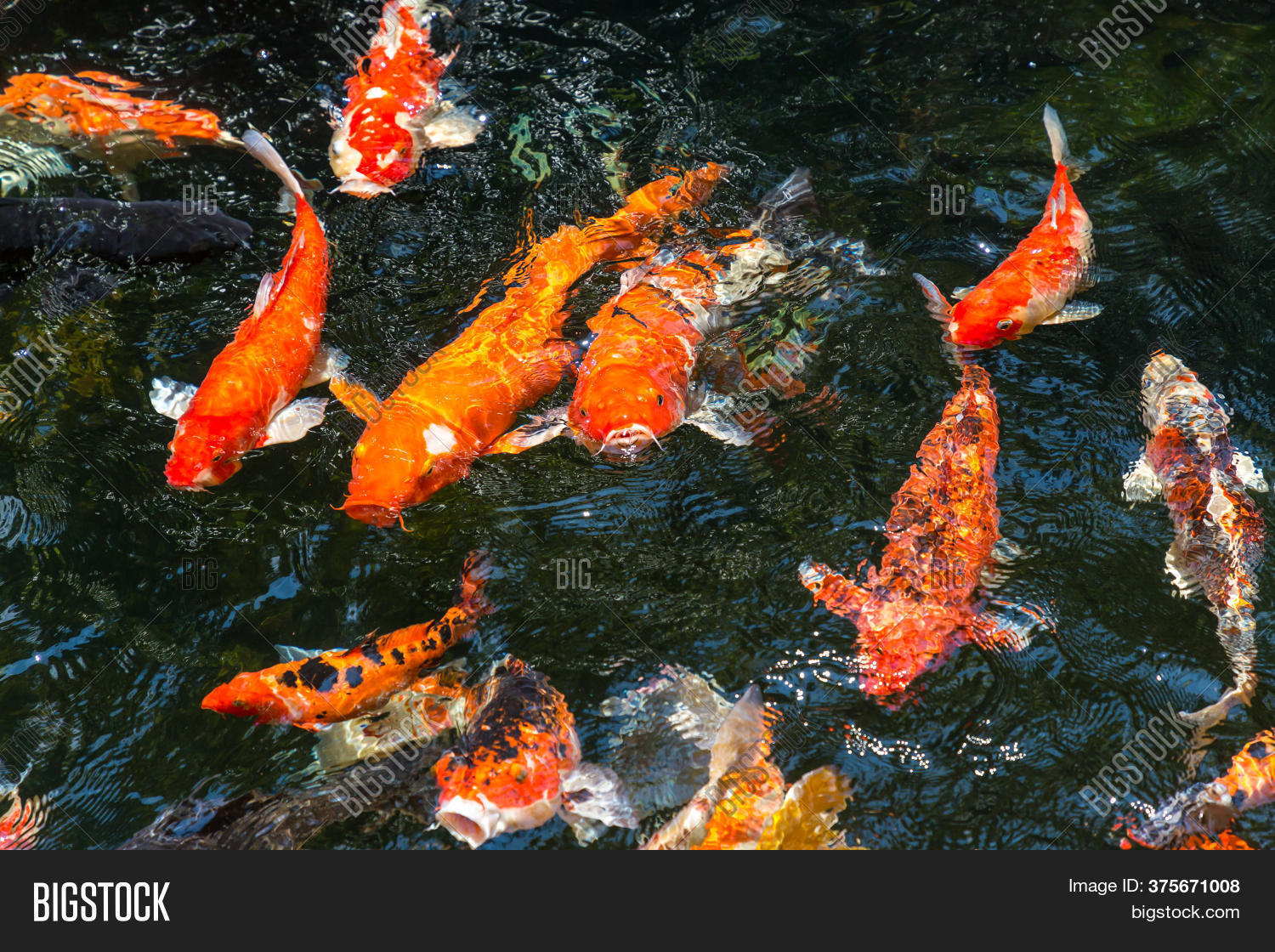 Colorful Koi Fish Image & Photo (Free Trial) | Bigstock