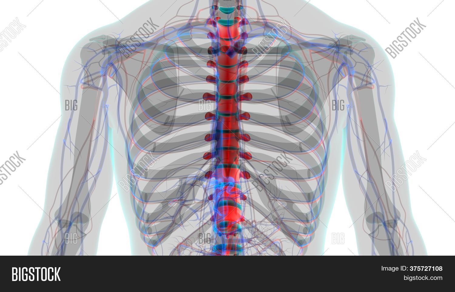 Human Skeleton Image & Photo (Free Trial) | Bigstock