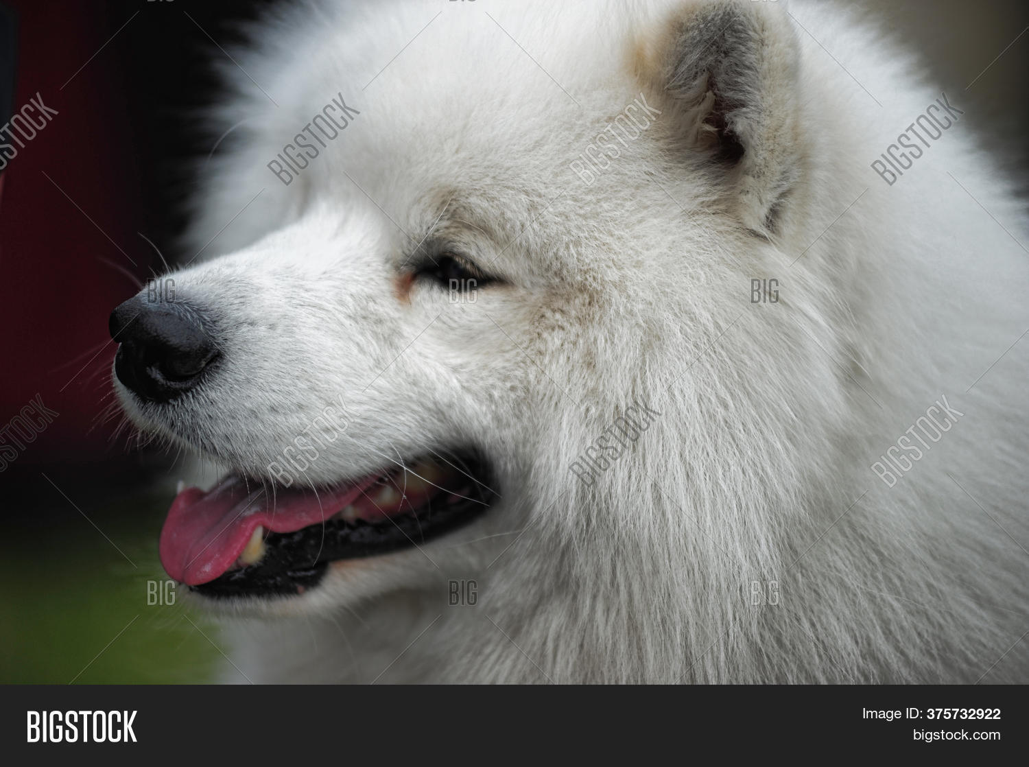 Black Samoyed Dog