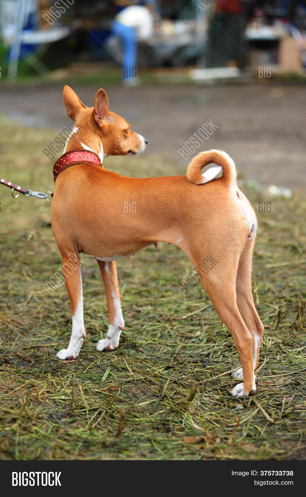 Typical Basenji Dog Image & Photo (Free Trial) | Bigstock