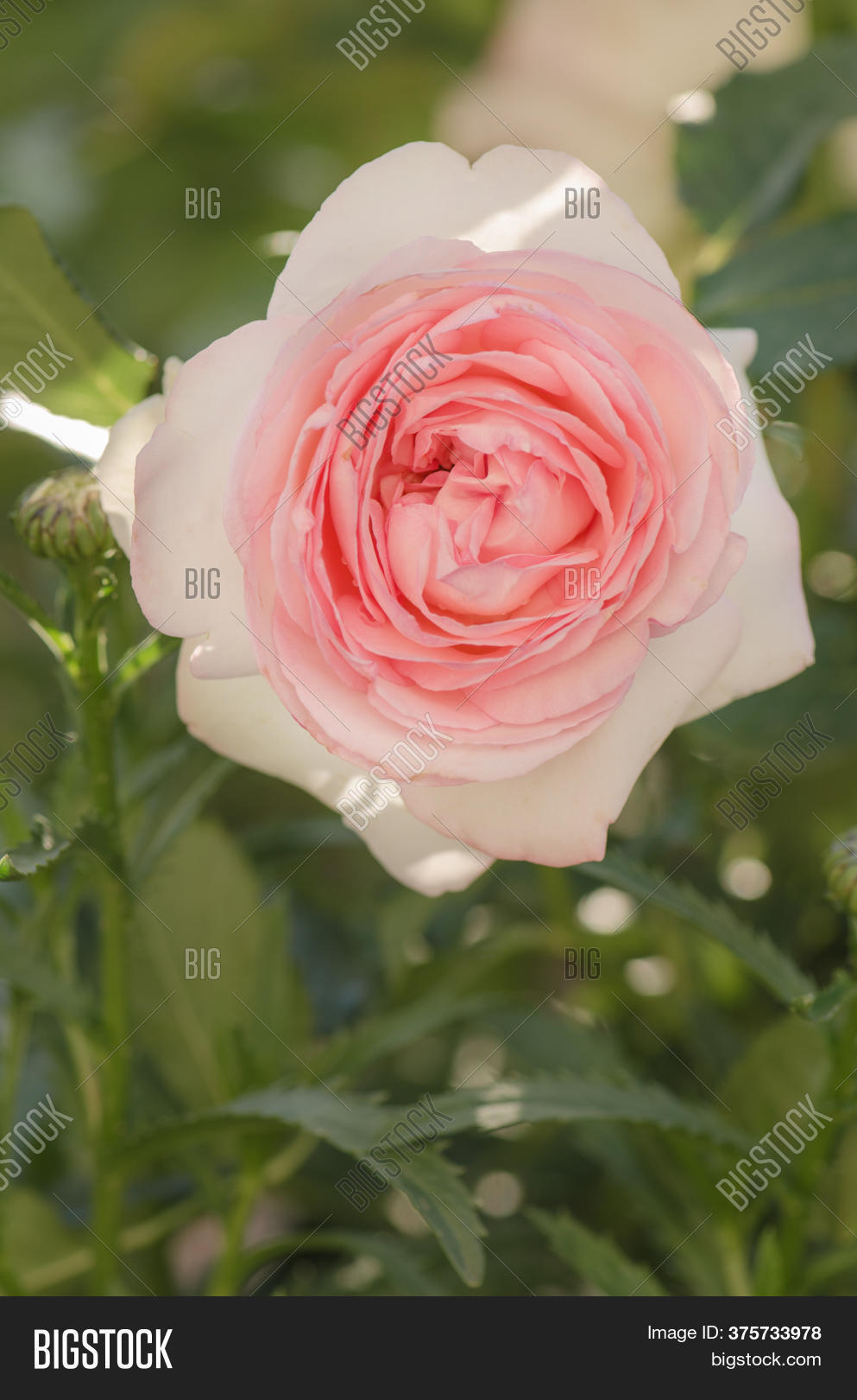 Pink Double Roses Image & Photo (Free Trial) | Bigstock