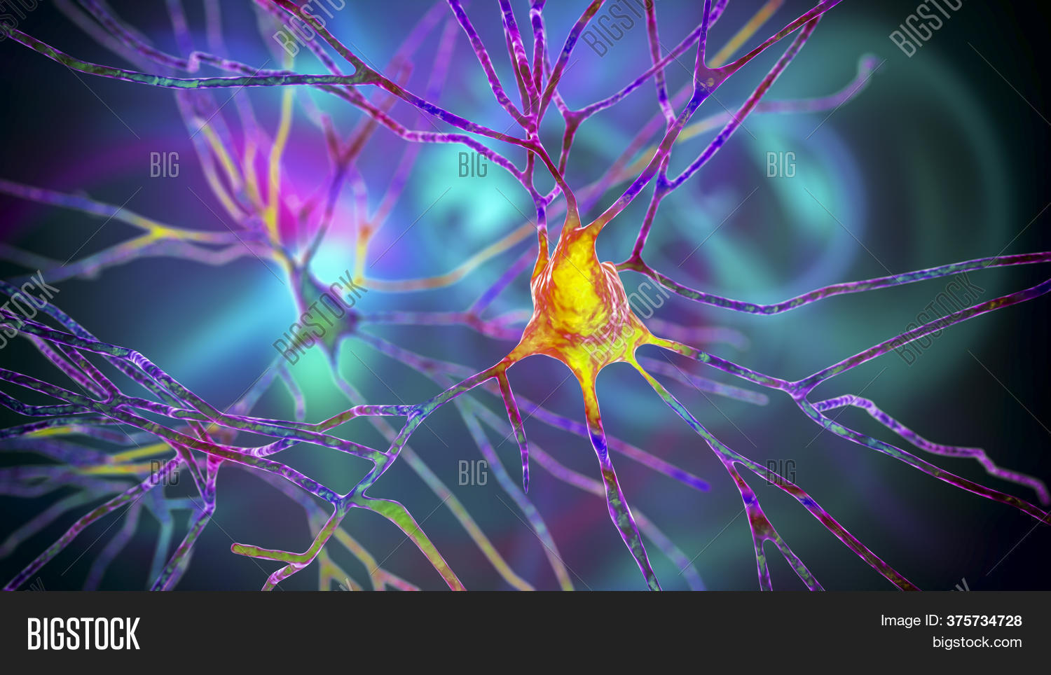 Pyramidal Neurons Image & Photo (Free Trial) | Bigstock